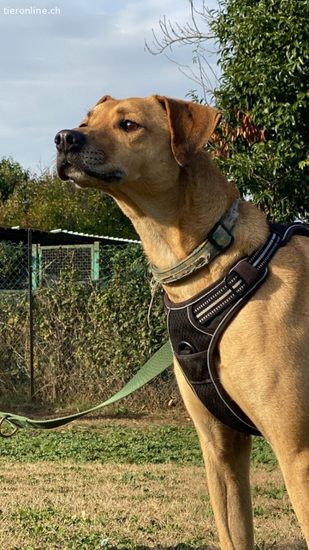 Tiervermittlung Tierschutz Hunde Ausland - Jasper - Was tut am meisten weh?