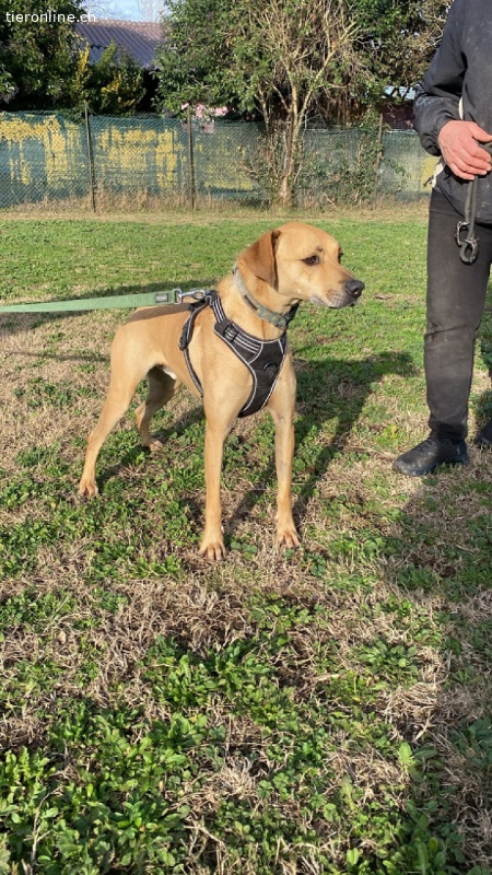 Tiervermittlung Tierschutz Hunde Ausland - Jasper - Was tut am meisten weh?