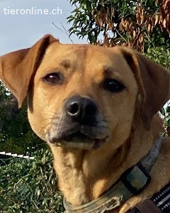 Tiervermittlung Tierschutz Hunde Ausland - Jasper - Was tut am meisten weh?