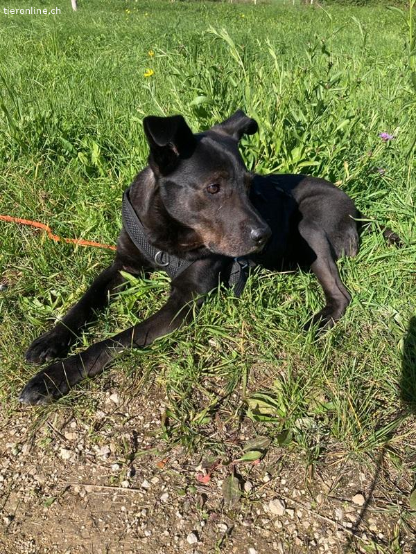 Tiervermittlung Tierschutz Hunde Schweiz - Mogli - herziger Bub mit ...