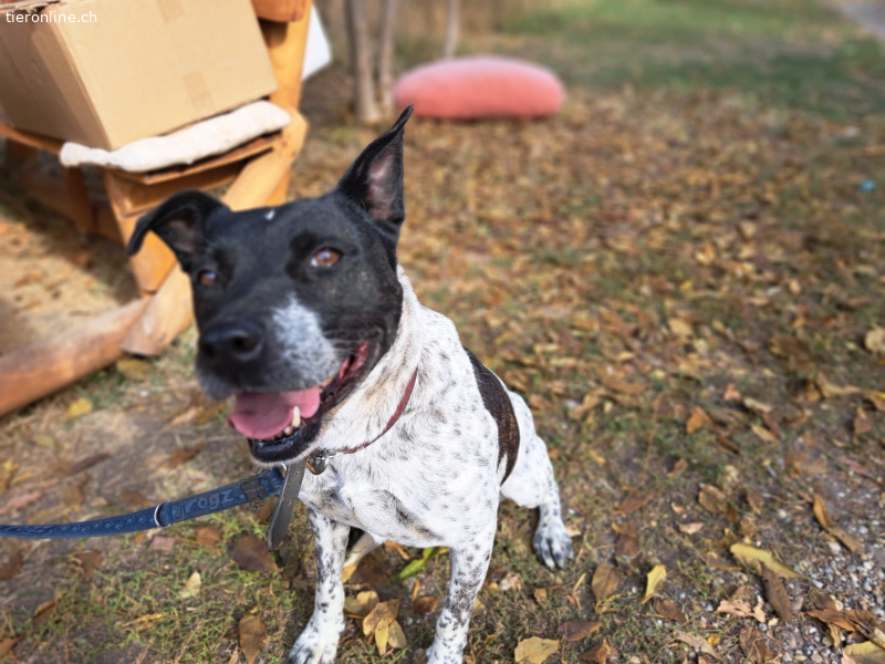 Tiervermittlung Tierschutz Hunde Ausland - VALA, LIEBENSWERTE MISCHLINGSHÜNDIN, CA. 8 J., 50CM, 21KG