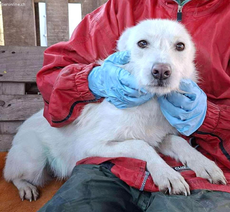 Tiervermittlung Tierschutz Hunde Ausland - Zartes Mäuschen JANA....