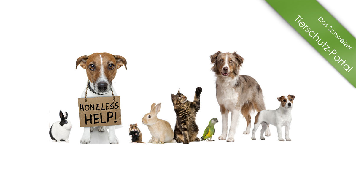 Katzen adoptieren Schweiz – Tierheim & Tierschutz | tieronline - Nina