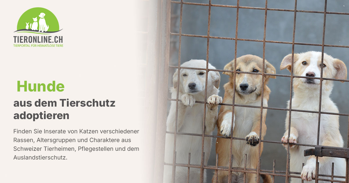 Hunde aus dem Tierschutz adoptieren | tieronline.ch Page 152